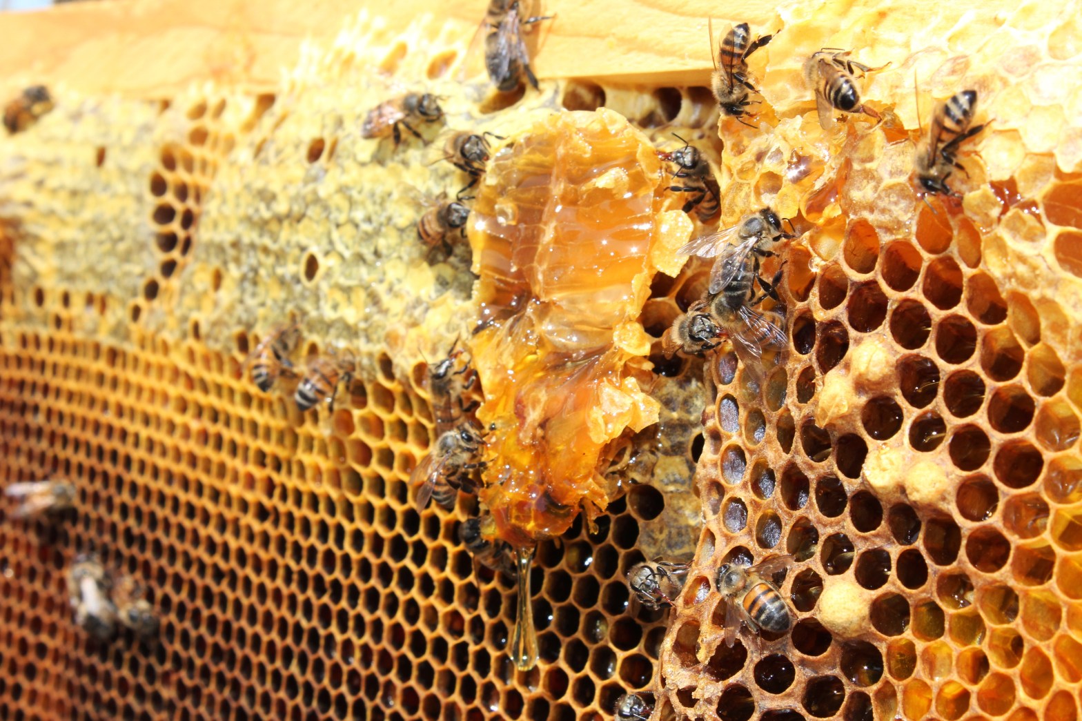 Supermarket Without Bees: The Produce Section Without Pollinators – The ...